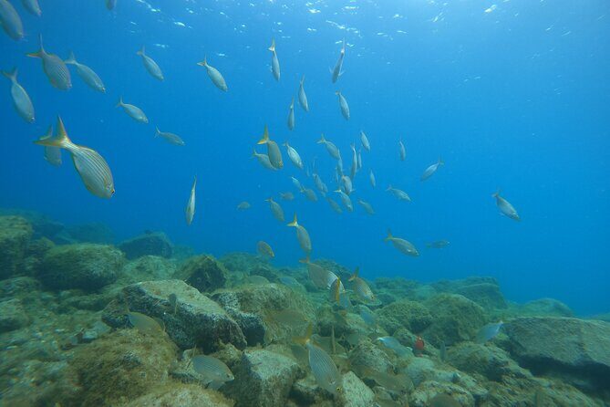 South of Tenerife : DSD Scuba Diving for beginners, Adeje - Transportation and Logistics