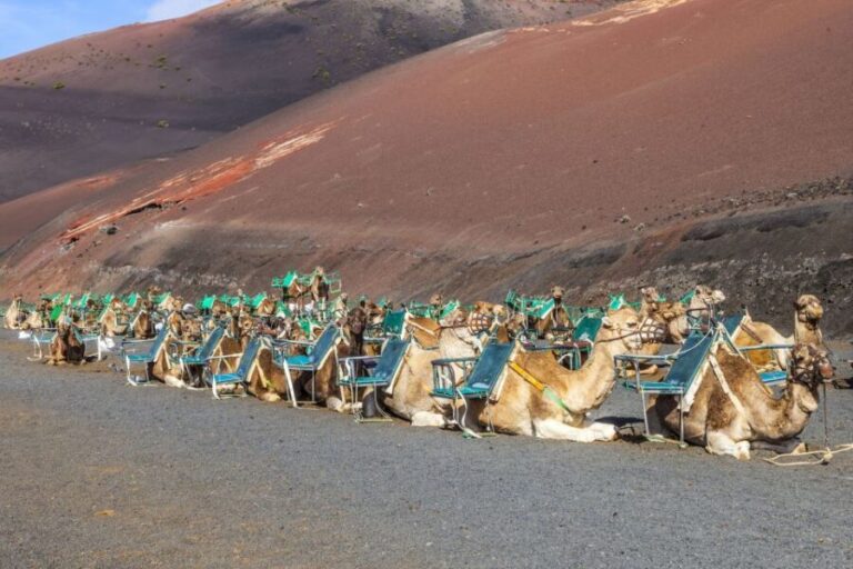 South Tour: Timanfaya National Park - Transportation and Pacing
