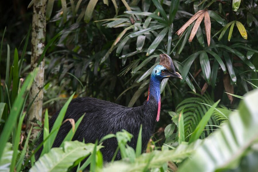 Southern cassowary in tropical Queensland foliage