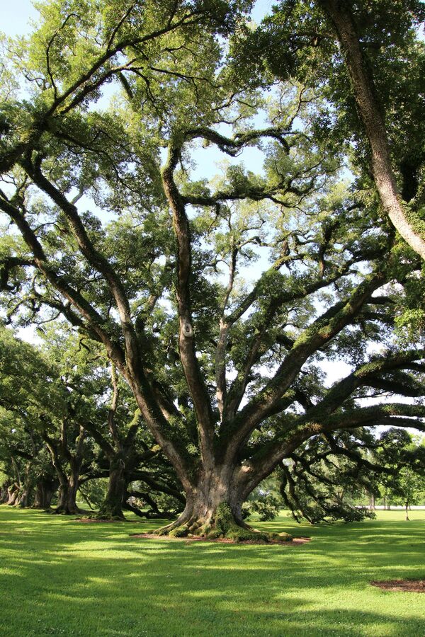 Large Southern live oak tree with sprawling branches in sunlight