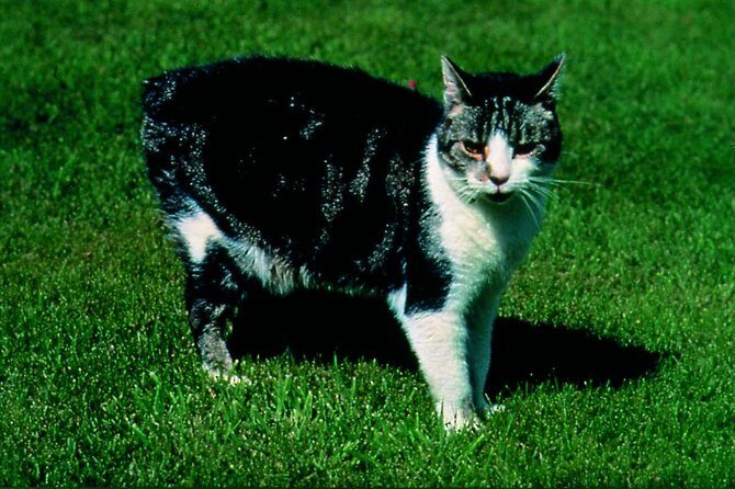 Southern Manxland Tour of Isle of Man 1-6 person upto 30 person - The Transport, Group Size, and Overall Experience