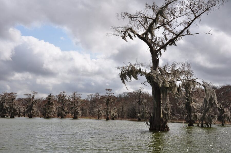 Mystical view of Spanish moss draped cypress trees in Louisiana swamp