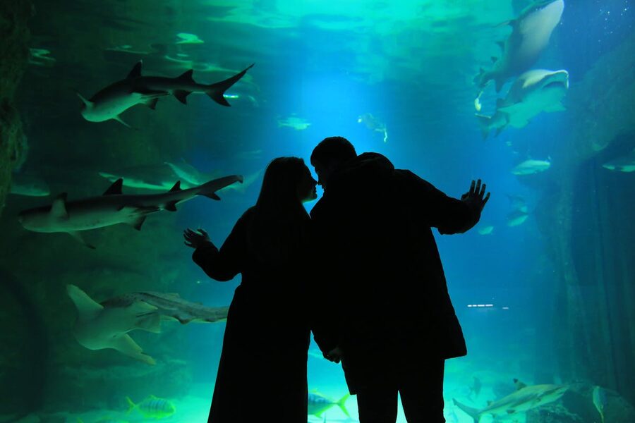 Silhouetted couple at aquarium window watching sharks