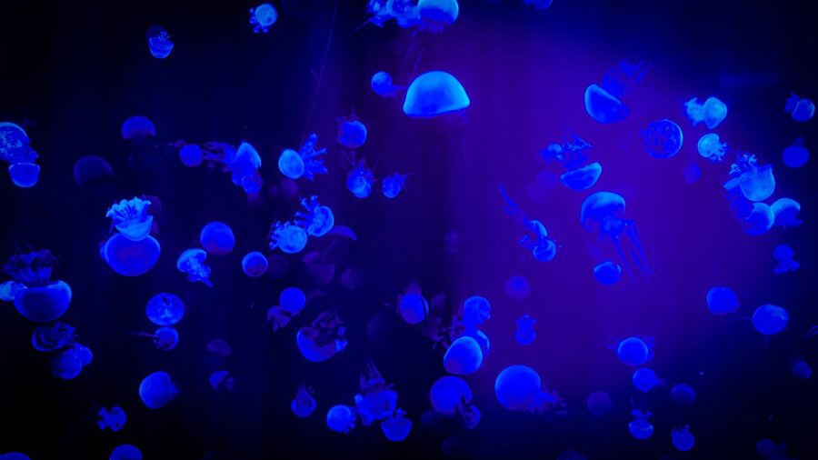 Jellyfish glowing in neon blue aquarium display
