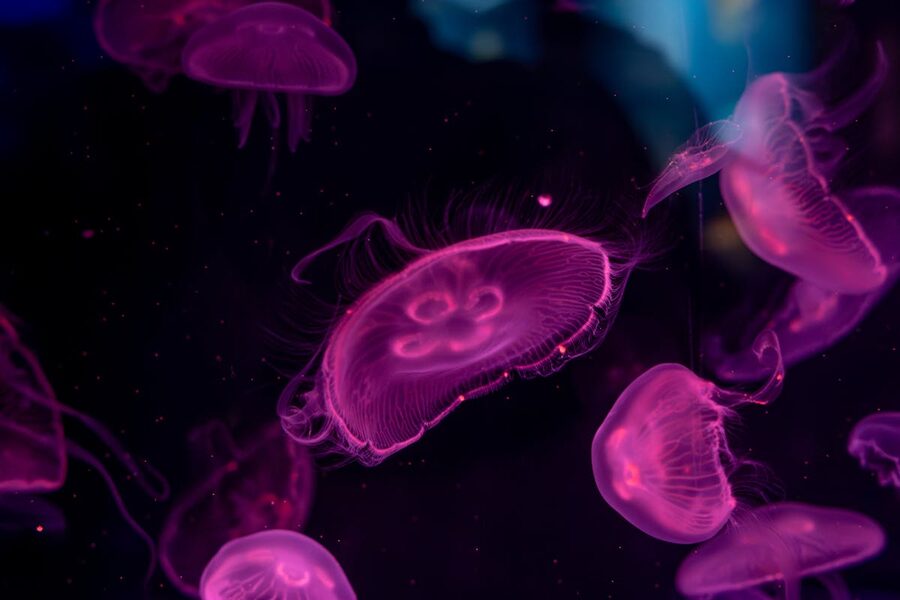 Pink jellyfish swimming gracefully in dark aquarium