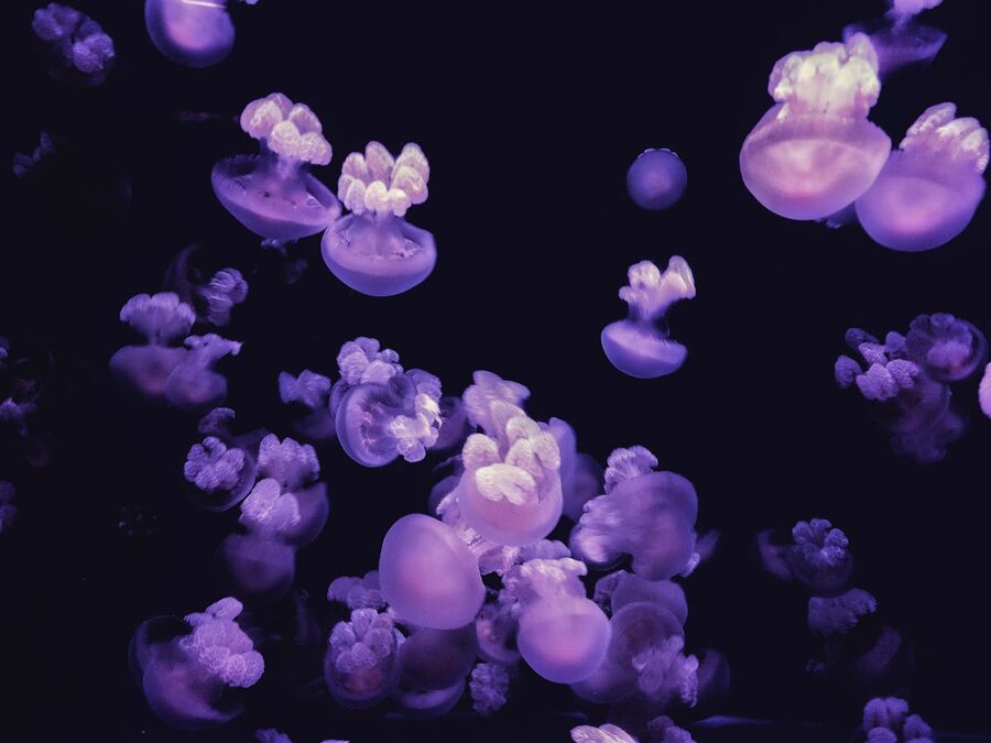 Purple jellyfish moving gracefully in glowing underwater display