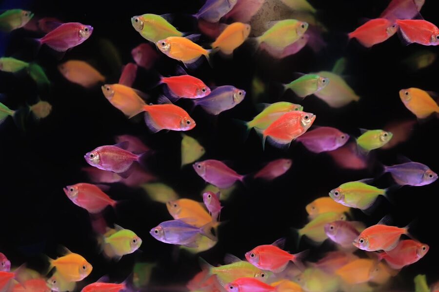 Colorful neon fish swimming in underwater aquarium display