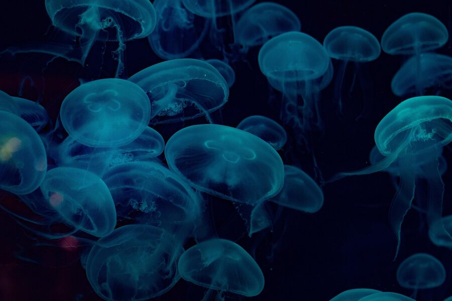 Blue jellyfish in underwater aquarium marine display