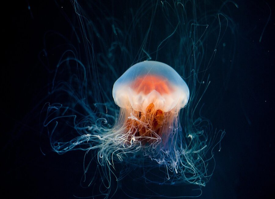 Jellyfish glowing in dark underwater aquarium
