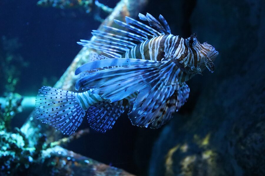 Lionfish in aquarium tank underwater display