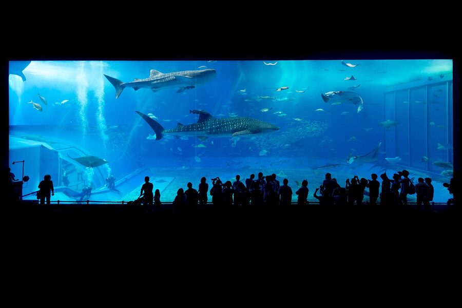 Sharks swimming in large aquarium tank