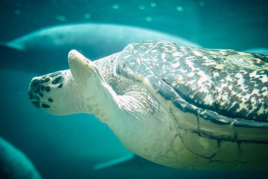 Detailed view of sea turtle swimming through underwater habitat