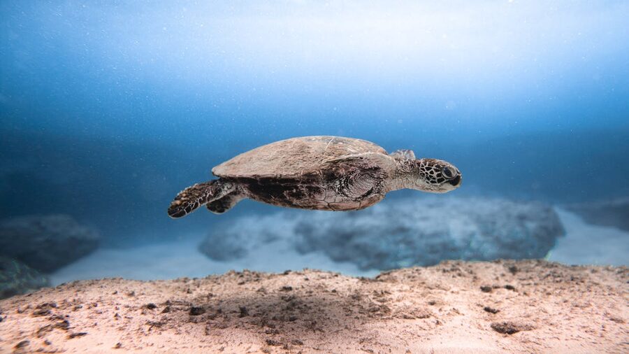 Sea turtle swimming gracefully underwater in aquarium