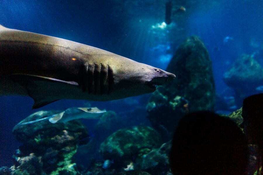 Shark swimming peacefully in large aquarium tank