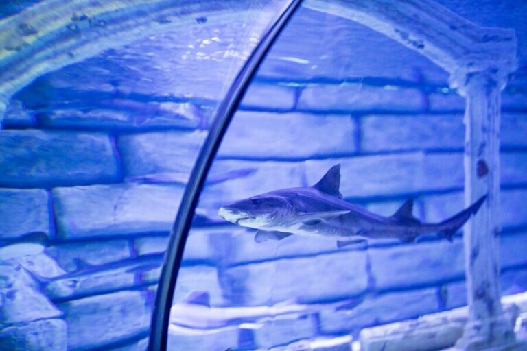 Shark swimming in aquarium tunnel with clear glass viewing