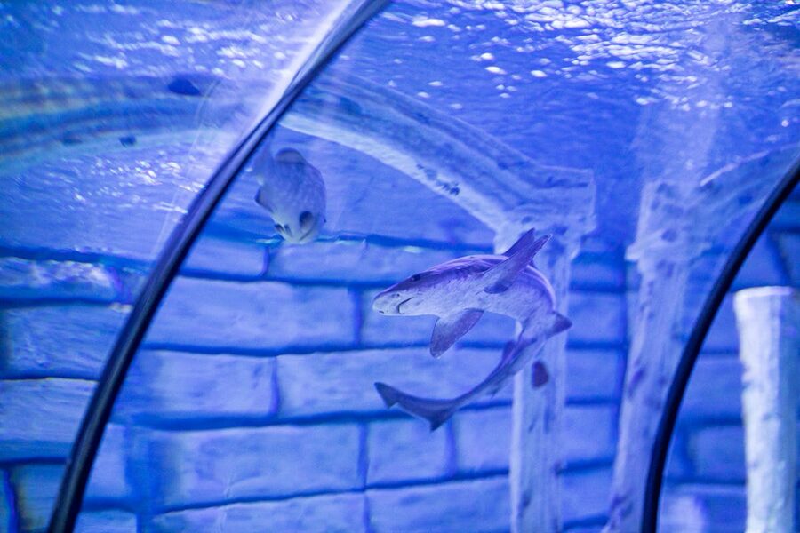 Shark gliding through aquarium tunnel glass walkway