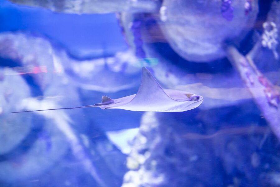 Stingray gliding through aquarium display