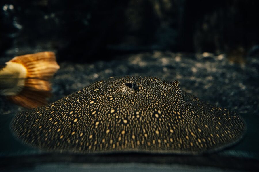 Spotted stingray swimming in dark aquarium setting