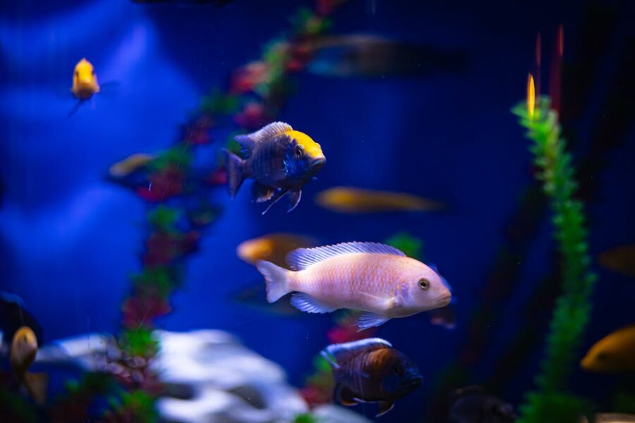Colorful tropical fish swimming in aquarium display