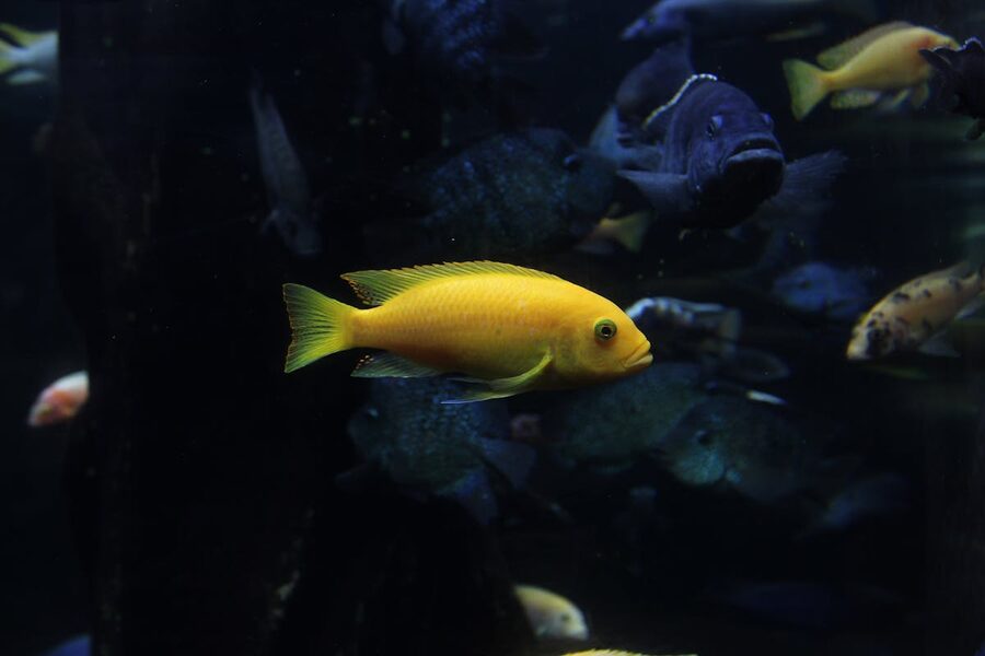 Bright yellow fish swimming in tropical aquarium