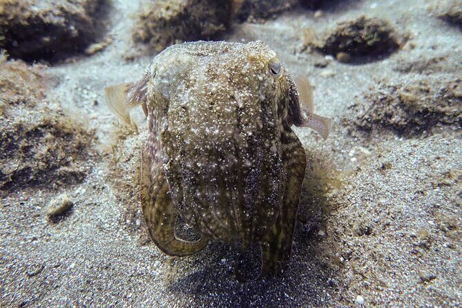 SSI Open Water, South Tenerife - What Makes the SSI Open Water Course in South Tenerife Special?