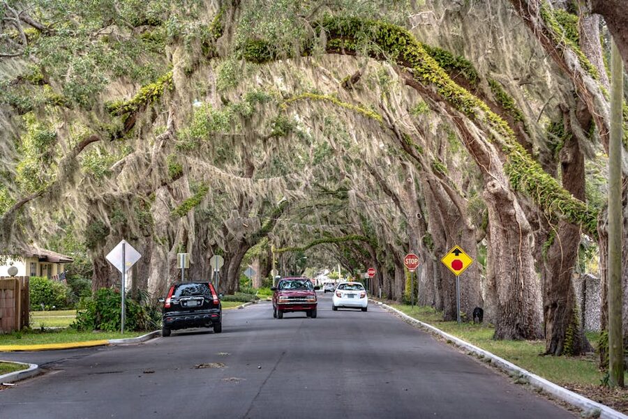 St Augustine street lined with oak trees and Spanish moss