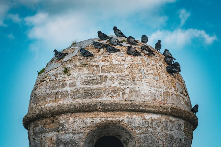 Pigeons on Castillo de San Marcos turret St Augustine
