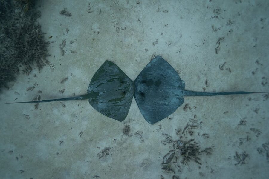 A stingray in the clear waters of Hamelin Bay near Margaret River