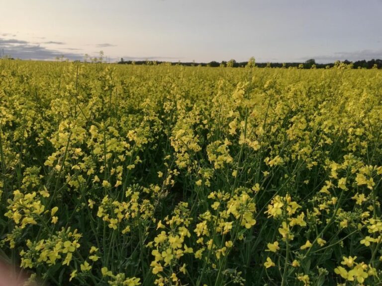 Stockholm: Sigtuna and Uppsala Viking History Day Tour - Scenic Drive and Cultural Breaks