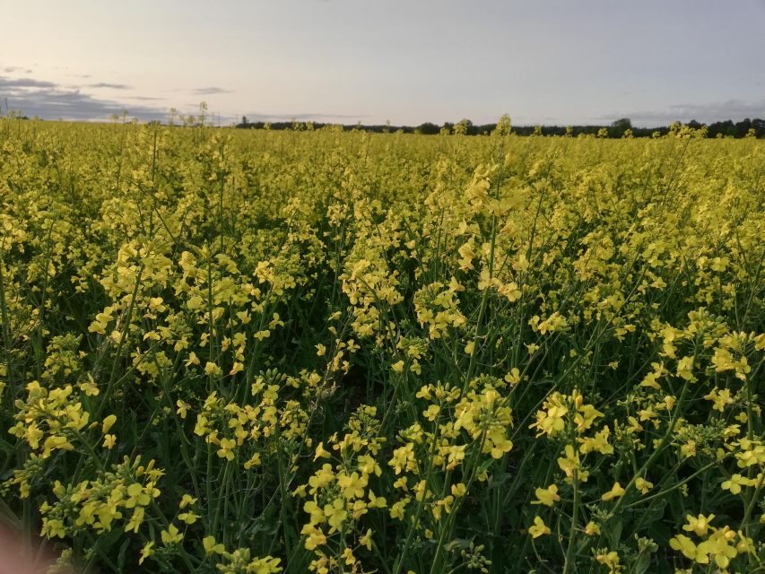 Stockholm: Sigtuna and Uppsala Viking History Day Tour - Scenic Drive and Cultural Breaks