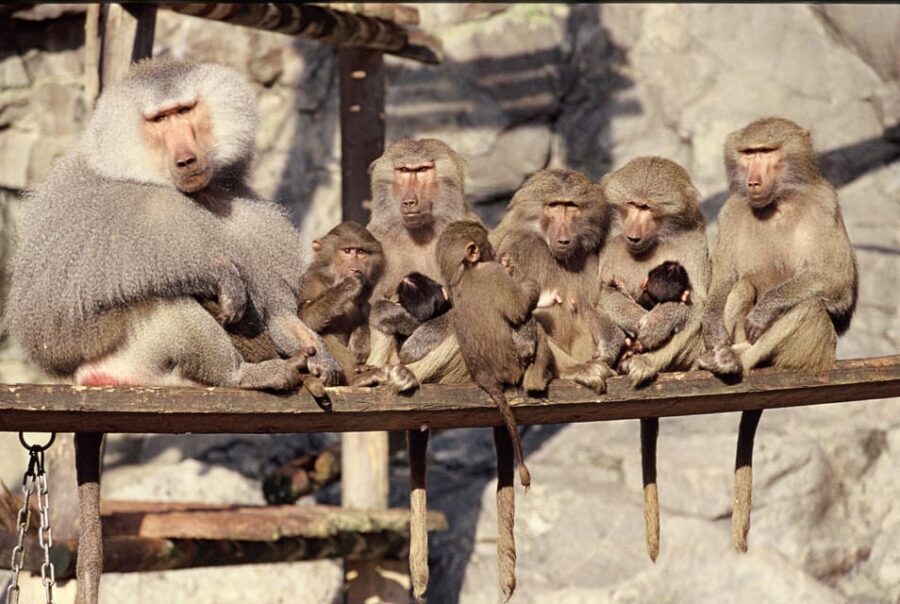 Stockholm: The Skansen Aquarium Entry Ticket - Final Thoughts