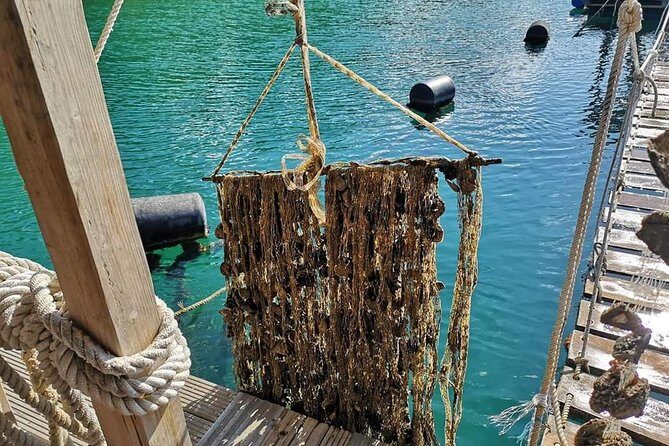 Ston Gastro Tour - Who Will Enjoy This Tour Most?