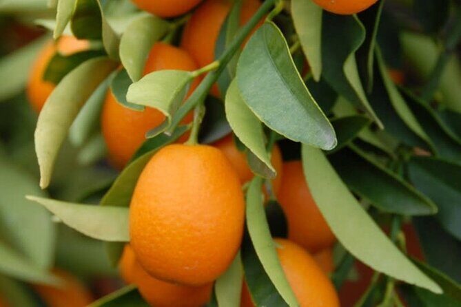 Stories of Food and Culture in the Old Town of Corfu - Practical Details and Experience Quality