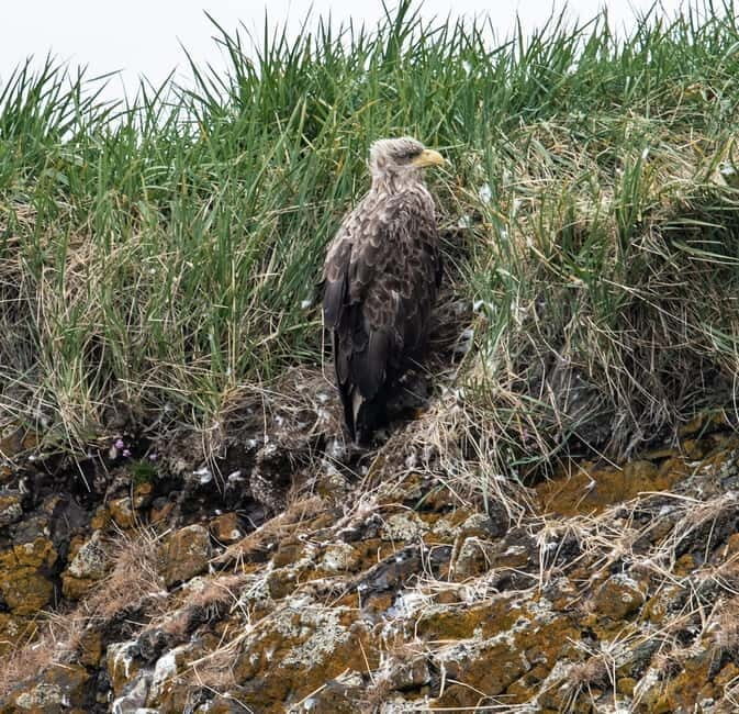 Stykkishólmur: Puffin and Wildlife Boat Tour - Why This Tour Works