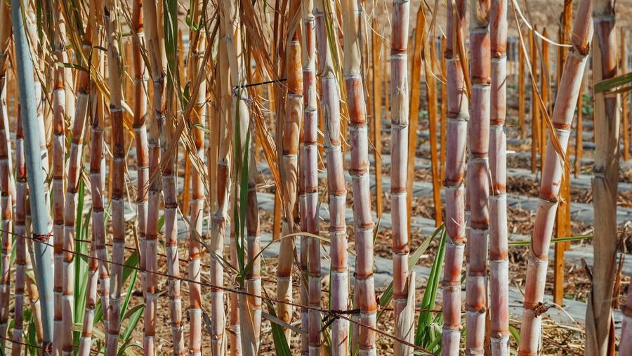 Detailed view of sugar cane stalks in a rural plantation setting
