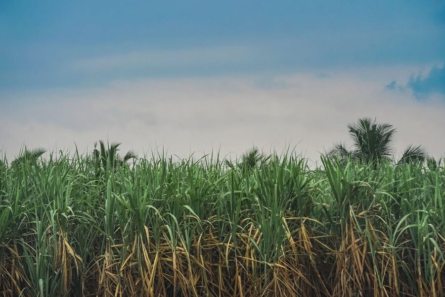Sugarcane field stretching under a blue sky on a sunny day