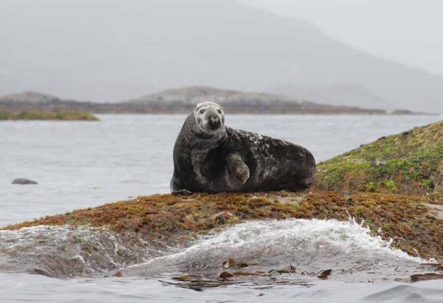 Summer Snorkeling with Grey Seals - What’s Included and What to Bring