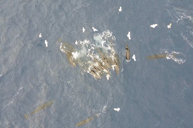 Sunset Dolphin Watching with Marine Biologists - Practical Considerations