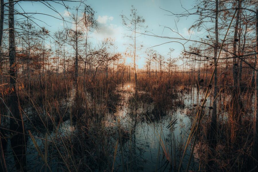Sunset over wetlands with warm golden light on the horizon