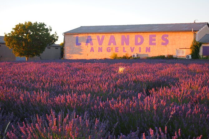Sunset Lavender Tour from Aix-en-Provence - Transportation, Group Size, and Comfort