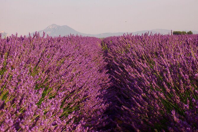 Sunset Lavender Tour in Valensole with pickup from Marseille - Why Is This Tour a Good Deal?