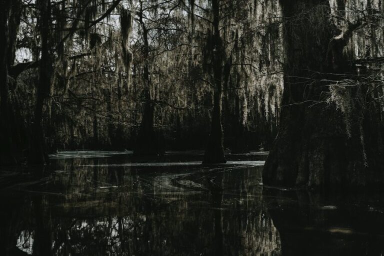 Mysterious swamp with cypress trees and Spanish moss in dark water