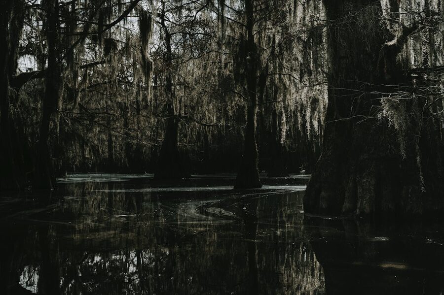 Mysterious swamp with cypress trees and Spanish moss in dark water
