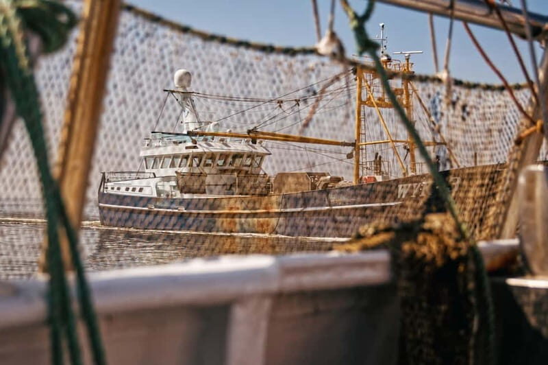 Sylt: Shell safari with boat | incl. Mussel tasting & 1 glass of wine - A Closer Look at the Sylt Shell Safari Experience