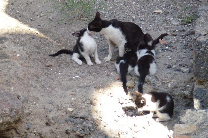 Syracuse's Archaeological Park Private Walking Tour - FAQ