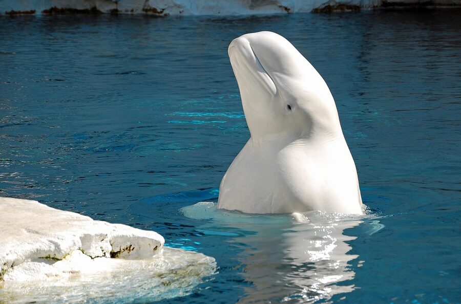 Beluga whale close up