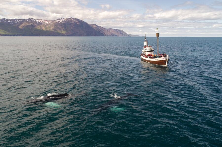 Tourists on small boat close to whale in the sea