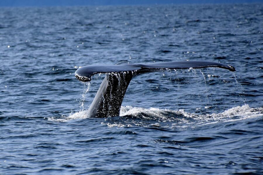 Whale tail in the St Lawrence Quebec