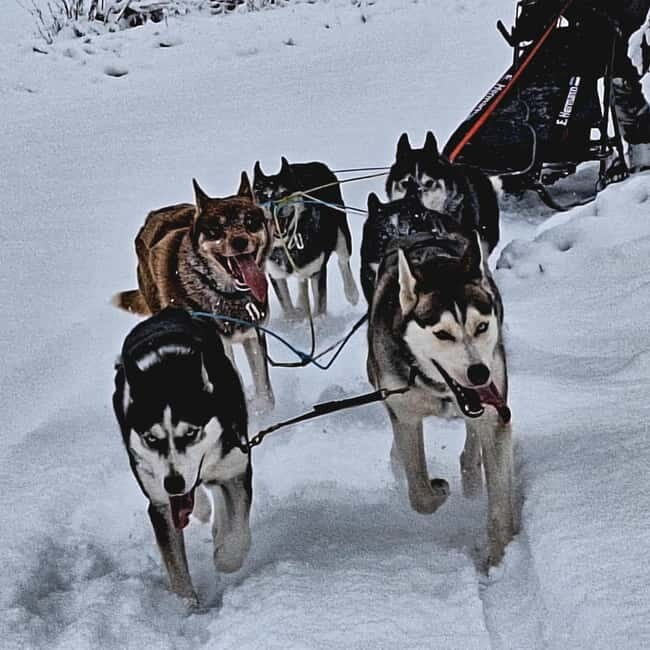 TARTU COUNTRY: SLED DOG TOUR AND KENNEL VISIT - The Value of the Experience