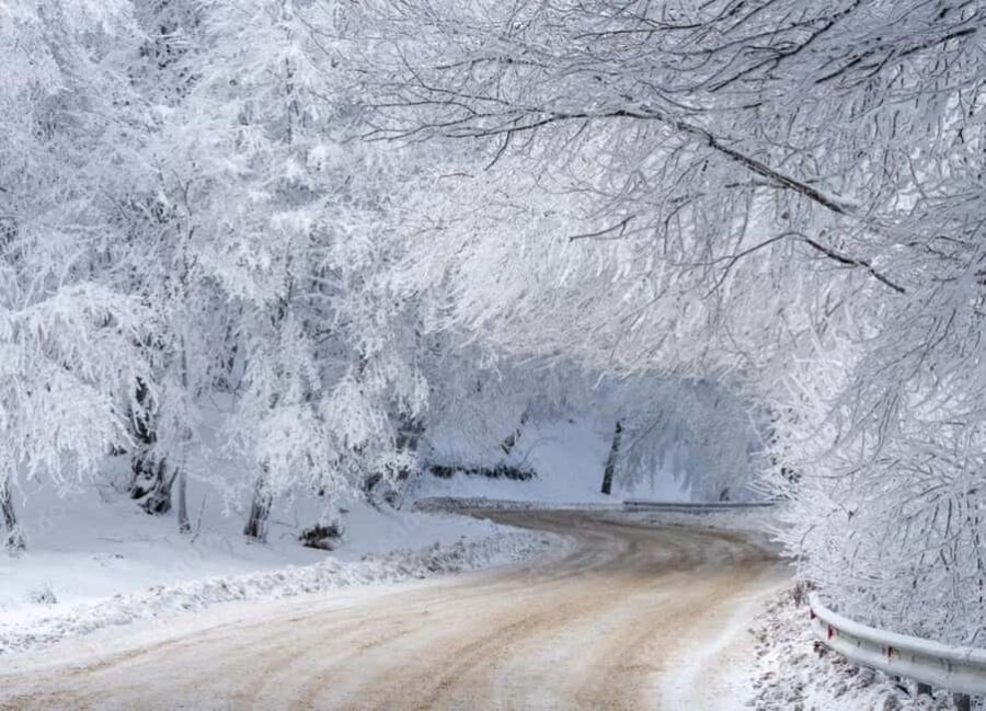 Tbilisi: Sabaduri Forest & Chronicles Tour With Wildlife - The Itinerary: What to Expect from Start to Finish